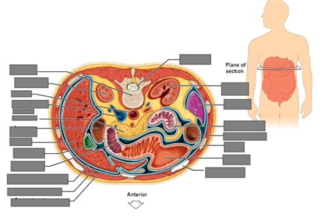Transverse Section Through The Abdomen Superior Diagram Quizlet