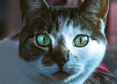 Why Do Cat Eyes Glow At Night