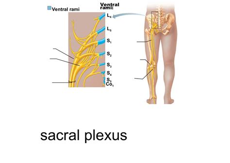 Sacral Plexus Diagram Quizlet