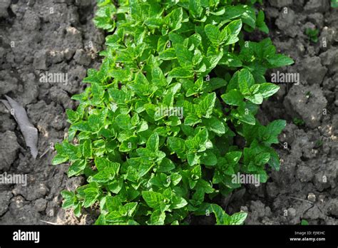 Planta de hierba de menta fotografías e imágenes de alta resolución Alamy