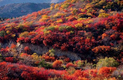 香山枫叶图片 香山红叶 枫叶 第2页 大山谷图库