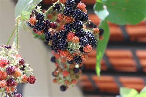 Free Images Raspberry Fruit Berry Flower Food Red Produce