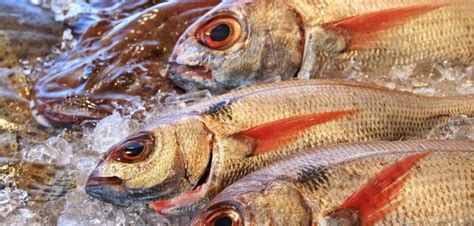 Cómo reconocer un pescado fresco para semana santa