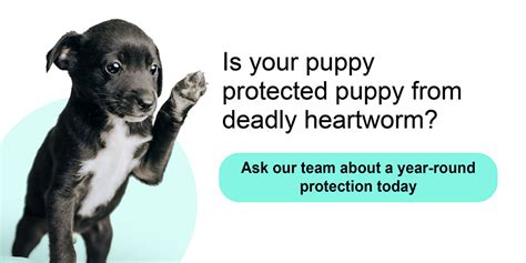 Puppy Kitten Best Start Ashgrove Avenue Veterinary Clinic