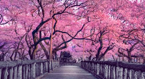 Hanami Japo Skie Wi To Kwitn Cych Wi Ni Radiowe Centrum Kultury