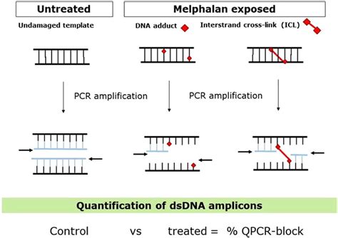 quantitative pcr block qpcr block is a well validated sequence based download scientific