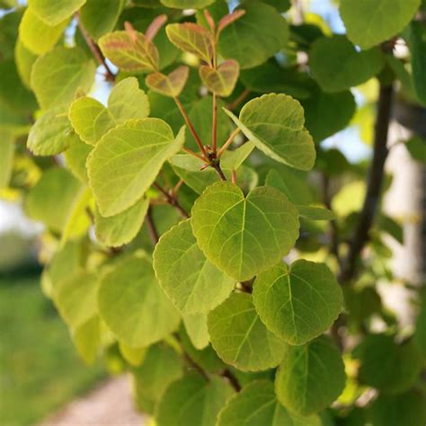 Hanna S Heart Katsura Tree Sooner Plant Farm