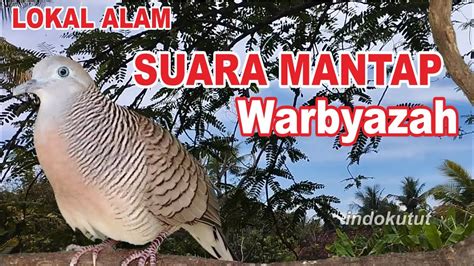 Suara Burung Perkutut Lokal Alam Gacor Jagonya Pikat Bunyi Youtube