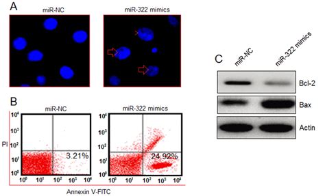A DAPI Staining And B Annexin V PI Staining Showing Apoptosis In