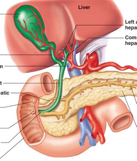Liver Gall Bladder And Pancreas Diagram Quizlet