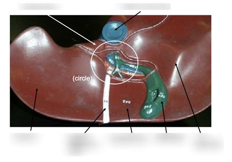 Posterior Liver Diagram Quizlet