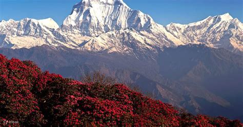 Discover The Beauty Of The Annapurna Region 4 Days Poon Hill Trek From