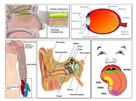 Tipos De Receptores Sensoriais SOLOLEARN