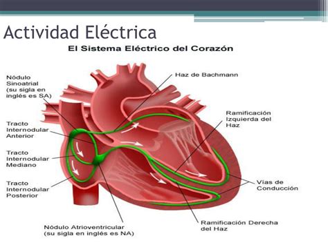 PPT El corazón PowerPoint Presentation free download ID 6127634
