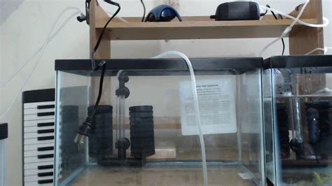 How To Set Up A Guppy Breeding Tank YouTube