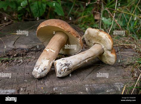 Harvested At Autumn Amazing Edible Mushrooms Boletus Edulis King