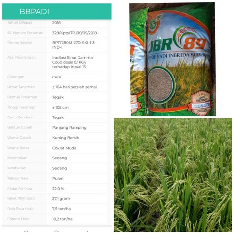 Jual Benih Padi CAKRABUANA AGRITAN 5 Kg Shopee Indonesia
