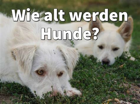 Wie Alt Werden Hunde Lebenserwartung Als Tabelle Der Rassen