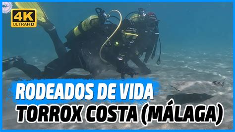 Descubre el fascinante mundo submarino de Torrox Costa Málaga