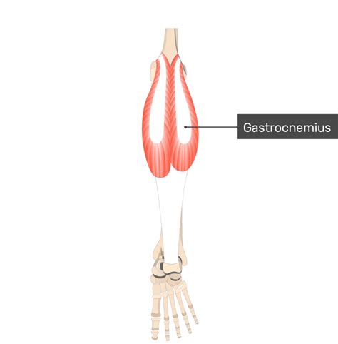 Gastrocnemius Muscle Attachments Actions Innervation Getbodysmart