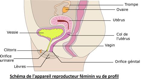 Devenir Une Femme Devenir Un Homme Vive Les SVT Les Sciences De La