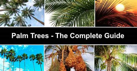 Palm Trees The Complete Guide With Pictures