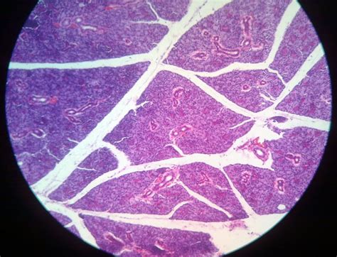 Histology Slides Database Human Parotid Glands Histology