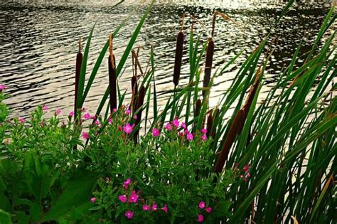 50 PLANTAS ACUÁTICAS Nombres y Características con IMÁGENES
