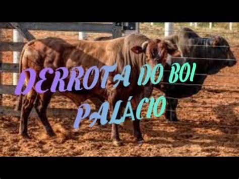 TIÃO CARREIRO E PARDINHO DERROTA DO BOI PALÁCIO cantinhodocapiau