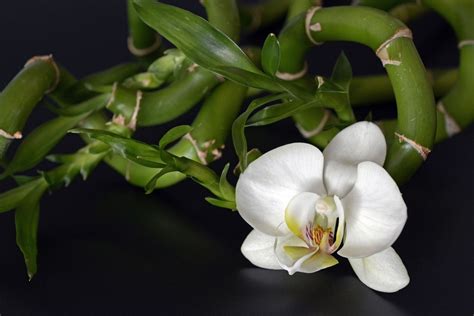 3 plantas que debes tener en casa antes de iniciar el Año Nuevo para