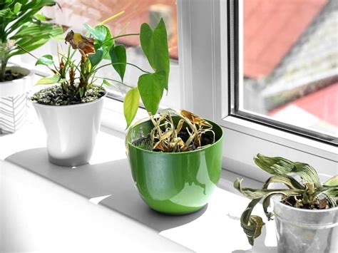 Un experto en jardinería revela el secreto para preparar el mejor abono