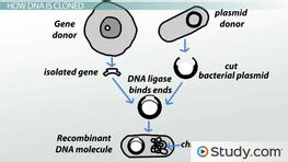 Human Cloning Definition Pros Cons Lesson Study