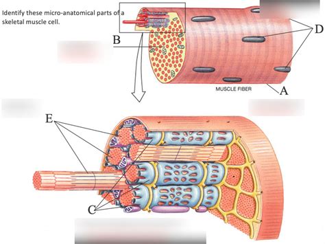Microanatomical Parts Of A Skeletal Muscle Cell Diagram Quizlet