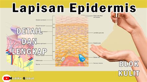 Apakah Fungsi Dari Jaringan Epidermis Homecare24