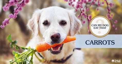 Qu Alimentos Son Seguros Y Saludables Para Mi Perro
