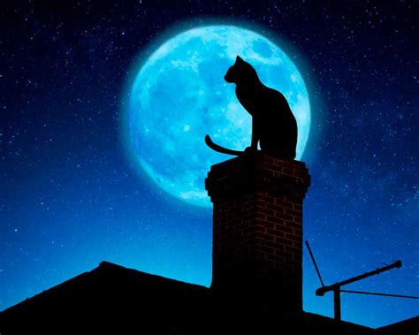 Los Gatos Y La Luna ARISTOPET