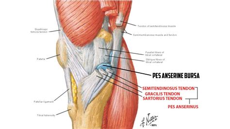 Pes Anserine Bursa Injection