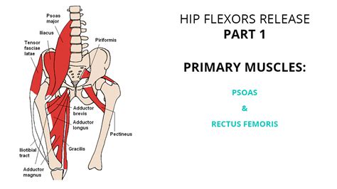 The Most Effective Psoas Release Technique At Home Coach Sofia