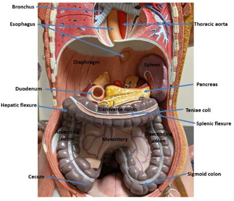 Digestive System Pt Torso Lab Diagram Quizlet