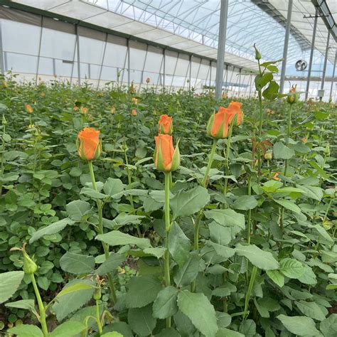 Yunnan Factory Direct Supply Long Stem Natural Bulk Fresh Cut Flowers