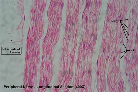 N Peripheral Nerve Long Section Node Of Ranvier X