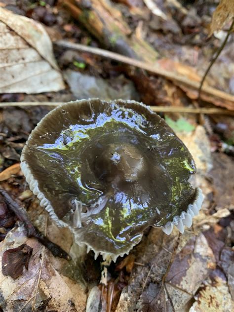 Slimy Waxcap From Northumberland County Nb Canada On August