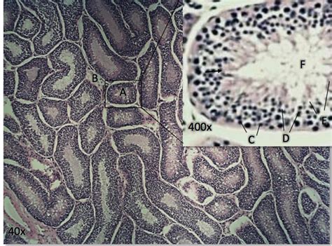 Testes Histology Diagram Quizlet