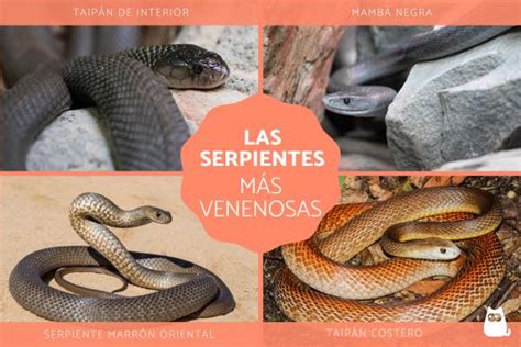 Las 20 serpientes más venenosas del mundo Nombres con FOTOS