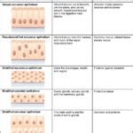 Anatomy Worksheet Epithelial Tissues Part Matching Vocabulary Answers