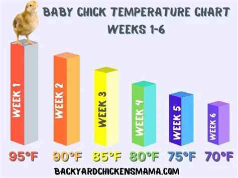Chick Temperature Chart Weeks Backyard Chickens Mama