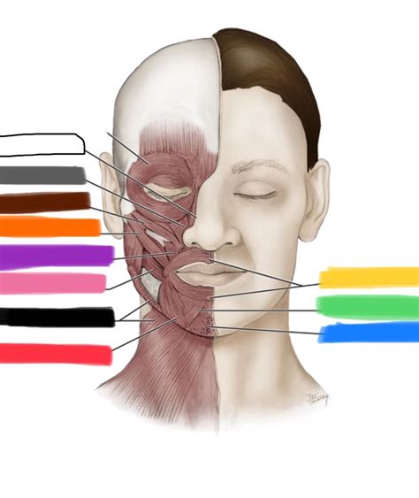 Head And Neck Muscle Identification Diagram Quizlet