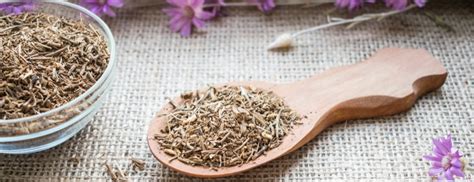 Valerian Root Uses Benefits Side Effects Holland Barrett