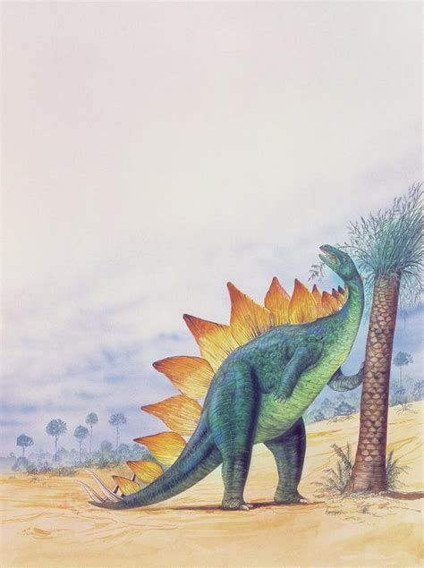 Stegosaurus Photograph By Deagostini Uig Science Photo Library Fine