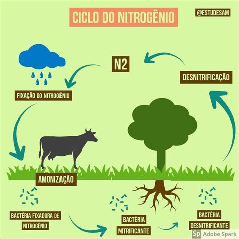 Ciclos Biogeoqu Micos Ciclo Do Nitrog Nio Ciclo Do Nitrogenio Caatinga
